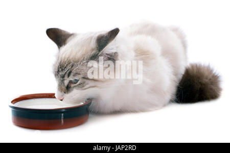 drinking, birman kitten in front of white background Stock Photo - Alamy