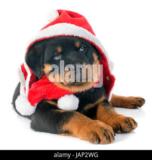 puppy rottweiler in front of white background Stock Photo - Alamy