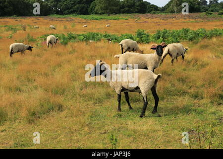 Suffolk Wildlife Trust sheep conservation grazing of heathland, Suffolk ...