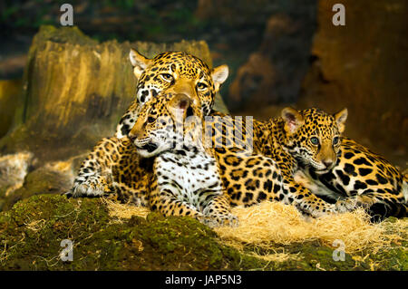 Little Baby Jaguar playing with its mother Stock Photo - Alamy
