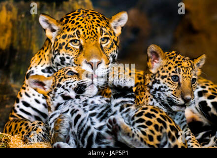 Little Baby Jaguars playing with their mother Stock Photo - Alamy