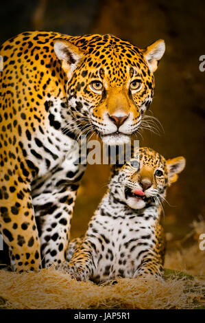 Little Baby Jaguar playing with its mother Stock Photo - Alamy