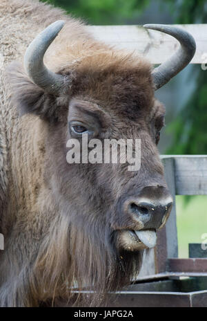 Praetonow, Germany. 7th June, 2017. Wisents in a special enclosure in ...