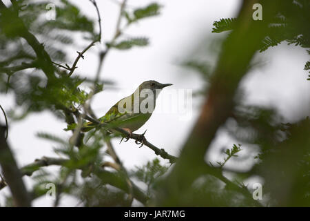 Green-backed camaroptera Camaroptera brachyura Kruger National Park ...