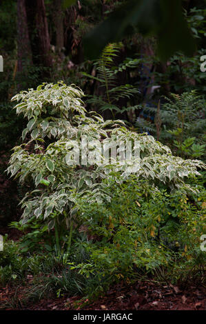Variegated Cornus kousa Wolf Eyes foliage in autumn Stock Photo - Alamy