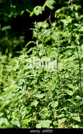 Urtica dioica, often called common nettle or stinging nettle Stock ...