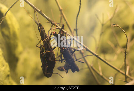 Peruvian Black Stick Insect, Peruvian Black Beauty, Black Beauty Stick ...