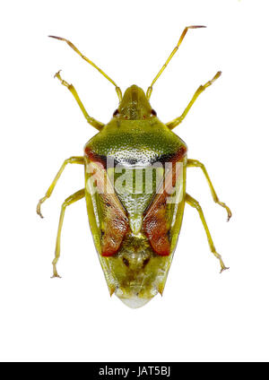 Juniper Shield Bug on white Background - Cyphostethus tristriatus ...