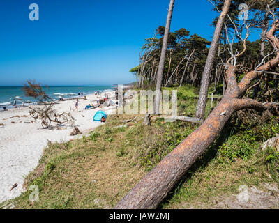 Beach with a fallen tree, Baltic Sea, Estonia Stock Photo - Alamy