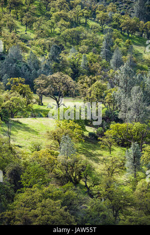 valley of mixed oak and conifer trees with fog, Figueroa Mountain, near ...