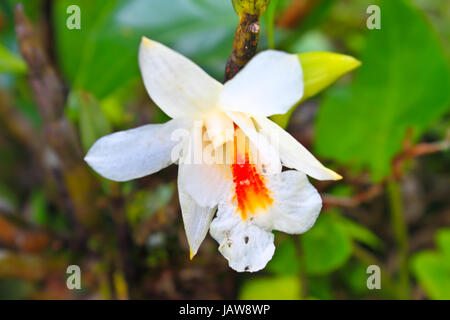 Dendrobium christyanum Rare species wild orchids in forest of Thailand ...