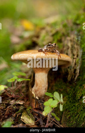 inedible mushroom (Paxillus involutus) and little frog Stock Photo - Alamy