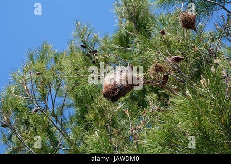 Processionary caterpillars - nest, Nerja, Malaga © Huw Evans Stock ...