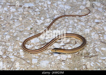 Slender Glass Lizard (Ophisaurus attenuatus Stock Photo - Alamy