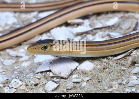 A slender glass lizard, Ophisaurus attenuatus, a legless lizard Stock ...