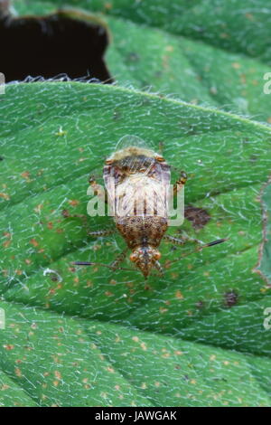 Scentless Plant Bugs (Rhopalidae Stock Photo - Alamy