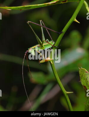 Fork-tailed bush katydid nymph on California poppy, Los Angeles ...