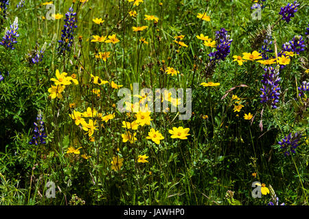 Field of yellow flowers Stock Photo - Alamy