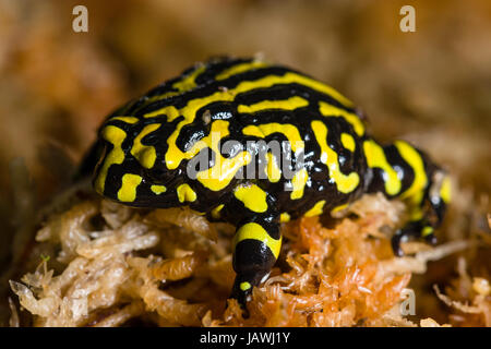 The bright yellow stripes of a critically endangered Corroboree Frog in ...