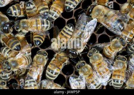 APE, API, Apis mellifica, cellette alveare, insetti, insetti utili ...