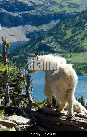 capra delle nevi, capra di montagna, mountain goat, Oreamnus americanus ...