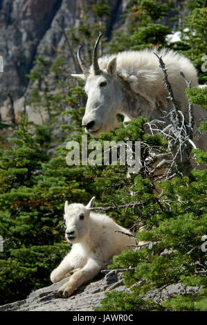capra delle nevi, capra di montagna, mountain goat, Oreamnus americanus ...