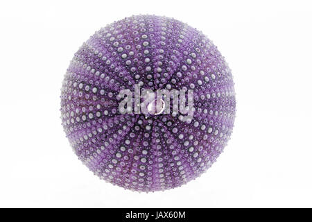 isolated great skeleton of sea shell violet echinoidea - macro Stock ...