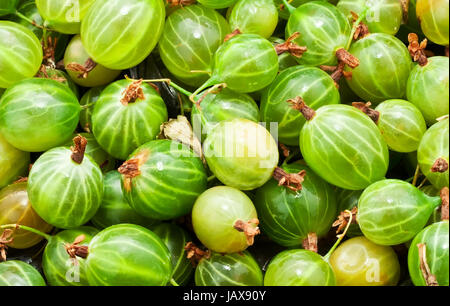 Fresh green gooseberries making full frame background Stock Photo - Alamy