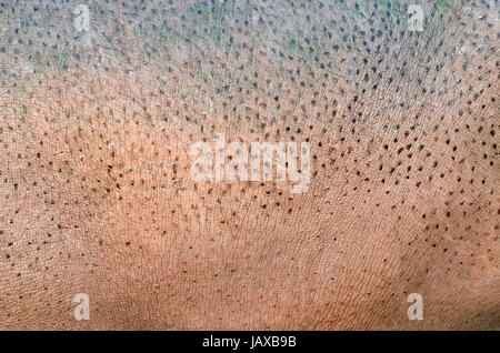 Hippo skin texture background, Hippopotamus Stock Photo - Alamy