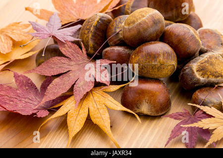 Chestnut and dry maple leave Stock Photo - Alamy