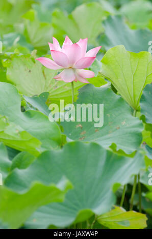 Lotus flower in the farm at daytime in Taiwan, Asia Stock Photo - Alamy