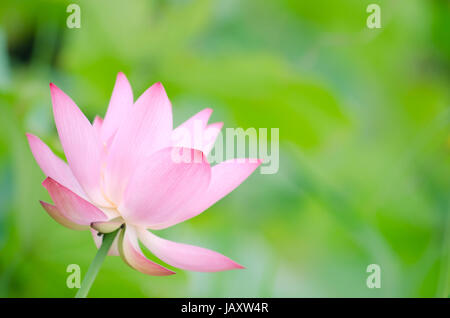 Lotus flower in the farm at daytime in Taiwan, Asia Stock Photo - Alamy