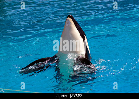 Black dolphin with head out of the water Stock Photo - Alamy