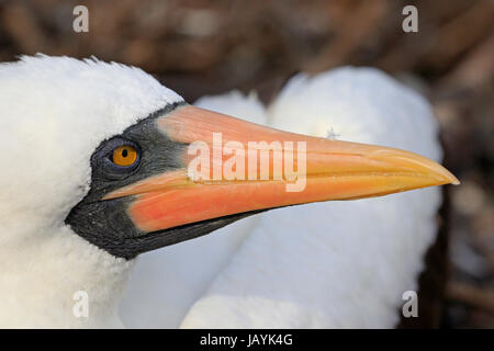 head shot of a Nazca Booby Stock Photo - Alamy