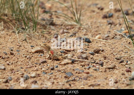 krötenkopf agame agame Stock Photo - Alamy