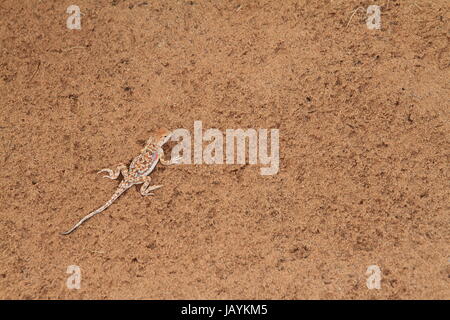 krötenkopf agame agame Stock Photo - Alamy