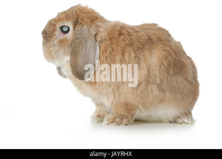 senior rabbit with cataracts isolated on white background - lop eared ...