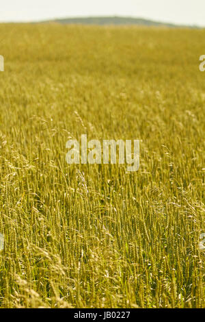 A wheat field in Lancaster County, Pennsylvania, USA Stock Photo - Alamy