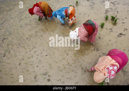 Lalitpur, Nepal. 8th June, 2017. Nepalese rice farmers react while ...