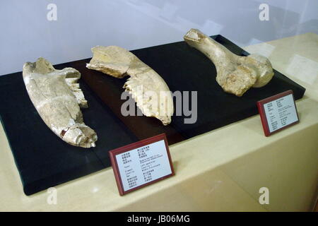 'Peking Man' Zhoukoudian (Choukoutien) Homo erectus Skull Stock Photo ...