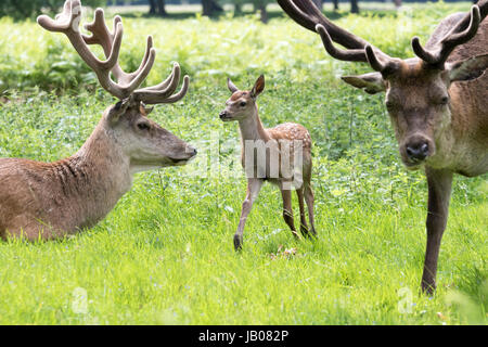 Red deer (Cervus elaphus), Intimidation phase between two deer on a ...