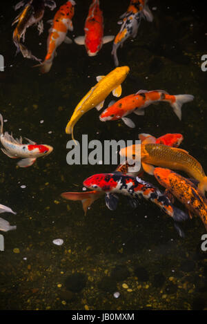 orange and black spotted koi fish swimming in a Japanese koi pond Stock ...