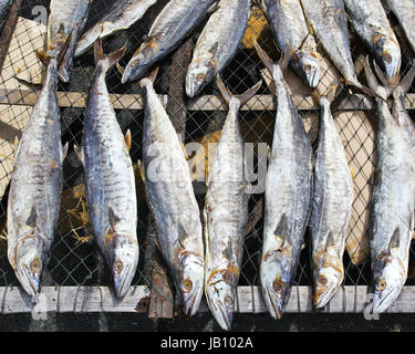 Small salted fish dried under the sun in Chanthaburi province, Thailand ...