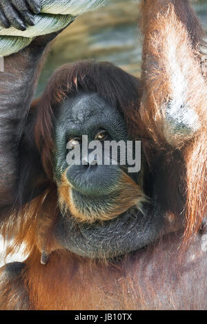 Cute photo of great ape red Bornean Orangutan Stock Photo - Alamy