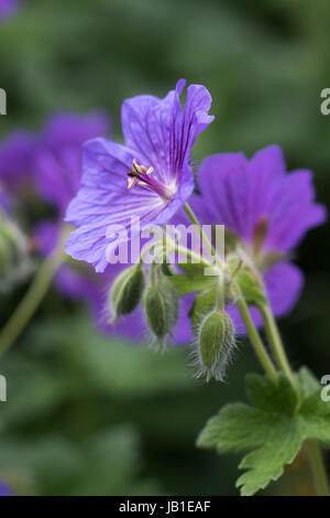Geranium Johnson's Blue. Lavender blue flowers of Geranium × johnsonii ...