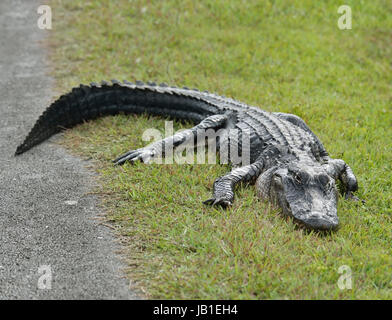 American Alligator Resting Near Road. Two alligators lying on the road ...