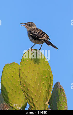 Giant Prickly Pear Cactus on Santa Cruz, Galapagos Stock Photo - Alamy