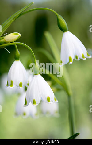 Summer snowflake 'Gravetye Giant', Leucojum aestivum 'Gravetye' Stock ...