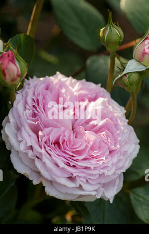 Rosa James Galway Stock Photo - Alamy