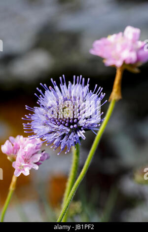 Sheep's-bit (Jasione montana Stock Photo - Alamy